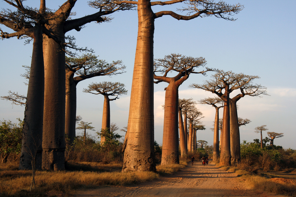 Madagascar Wonders – Vote Now – Seven Wonders | 7 Wonders of the World