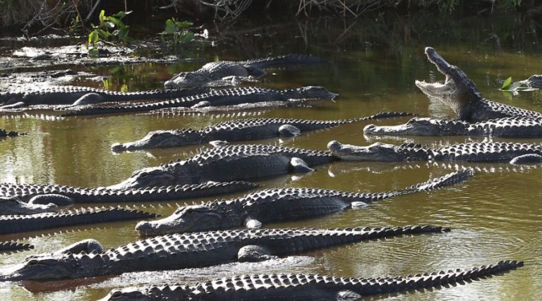 Everglades National Park – Seven Wonders | 7 Wonders of the World