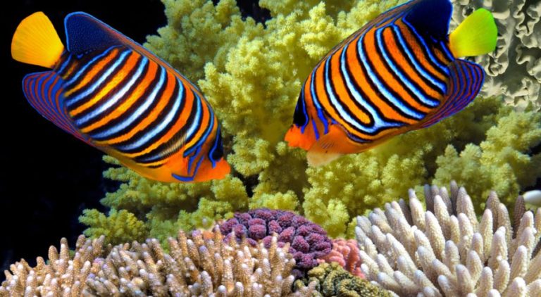 Red Sea Reef – Seven Wonders | 7 Wonders of the World