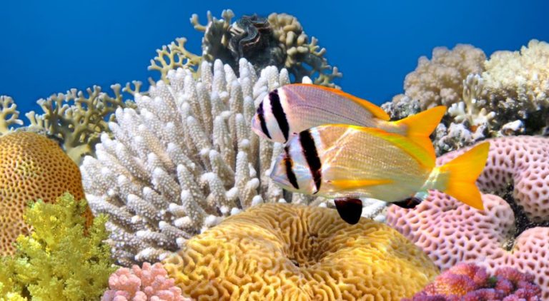 Red Sea Reef – Seven Wonders | 7 Wonders of the World